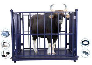 Heavy Duty Cattle Weighing Machines for Breeding Bulls and Heifers